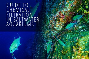 How To Get Rid Of Calothrix | Reef Stable