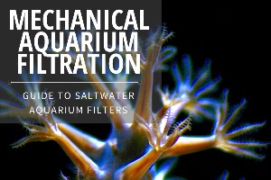 How To Get Rid Of Calothrix | Reef Stable