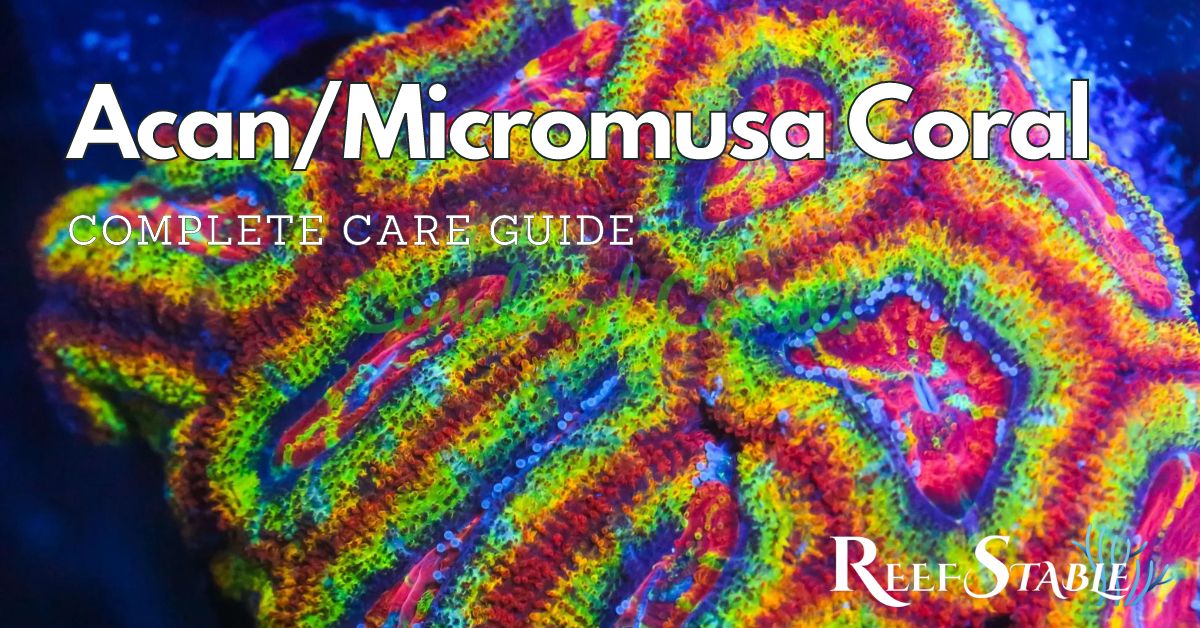 Acan Coral Care Guide | Reef Stable