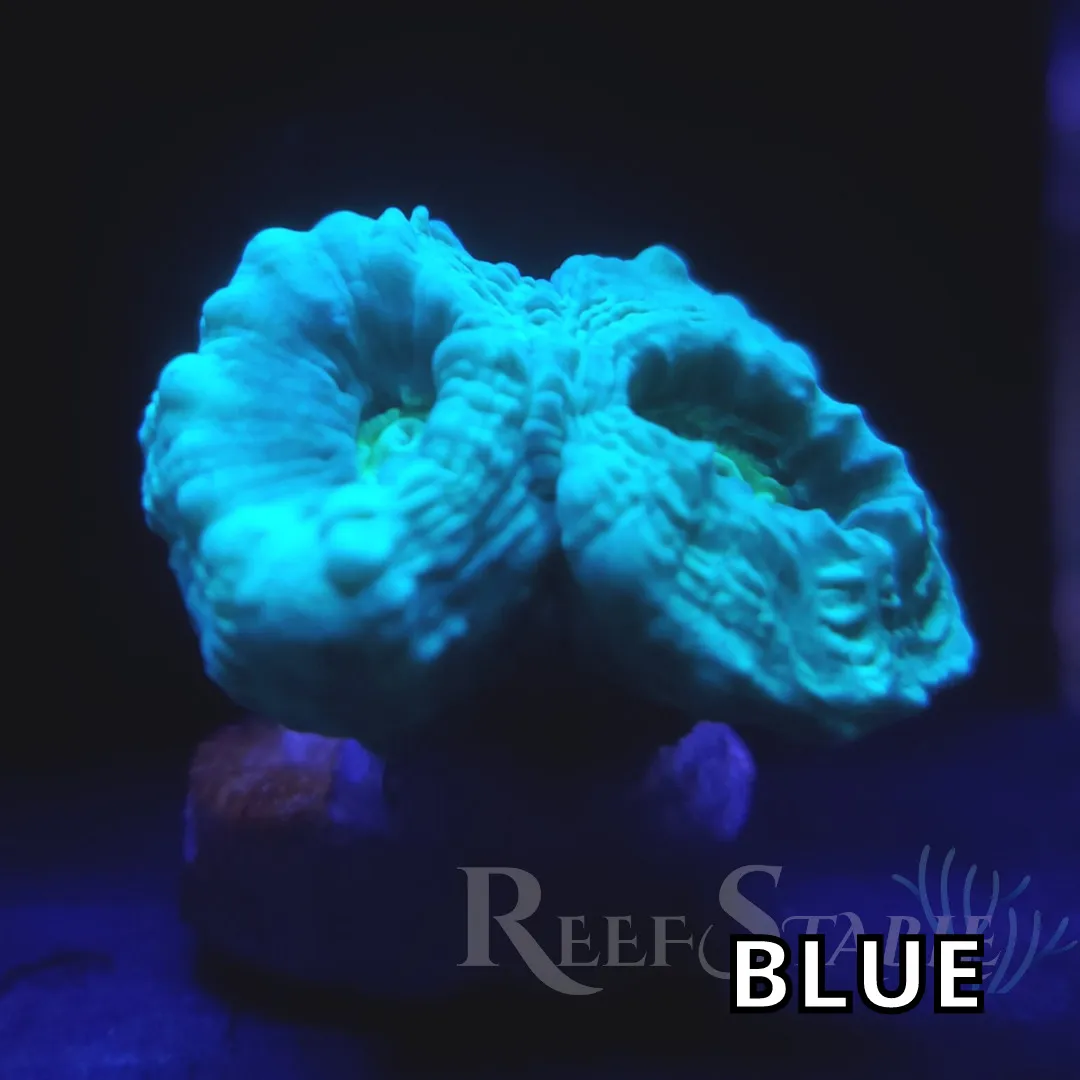 Teal Candy Cane Coral | Reef Stable